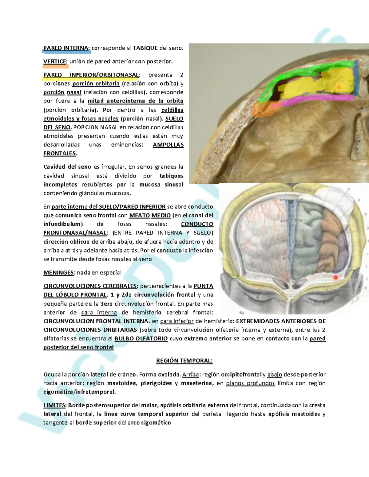 Regiones Occipitofrontal y Temporal: Anatomía y Funciones - Studocu