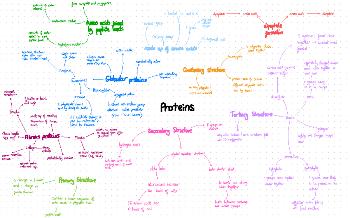 Biology 101: Proteins and Their Structures Mindmap Overview - Studocu