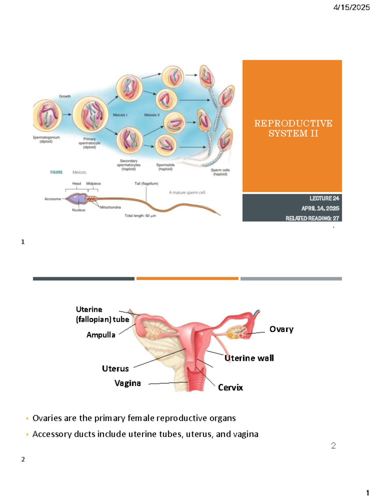 Reproductive System II: Menstrual Cycle and Hormonal Control ...