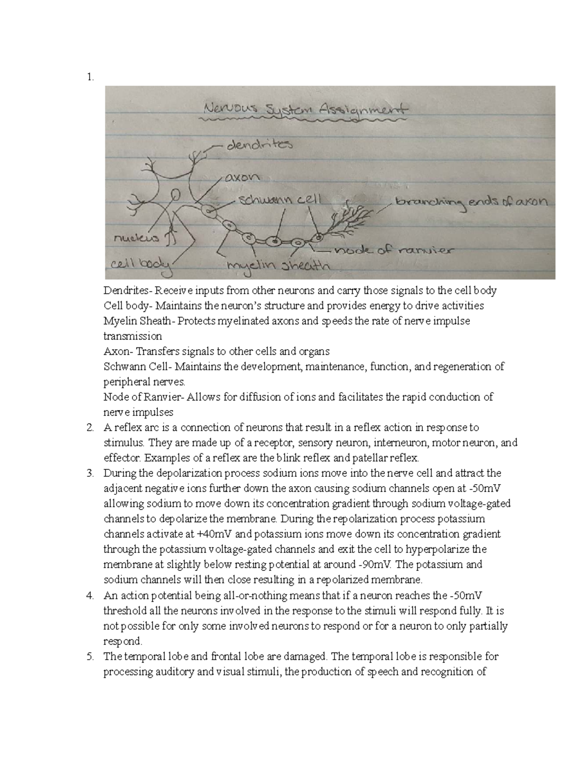 SBI4U Nervous System Assignment: Neuron Functions & Reflex Arcs - Studocu