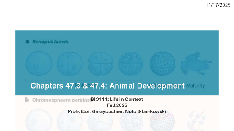 FA25 1119: Animal Development - Chapters 47.3 & 47.4 Overview - Studocu