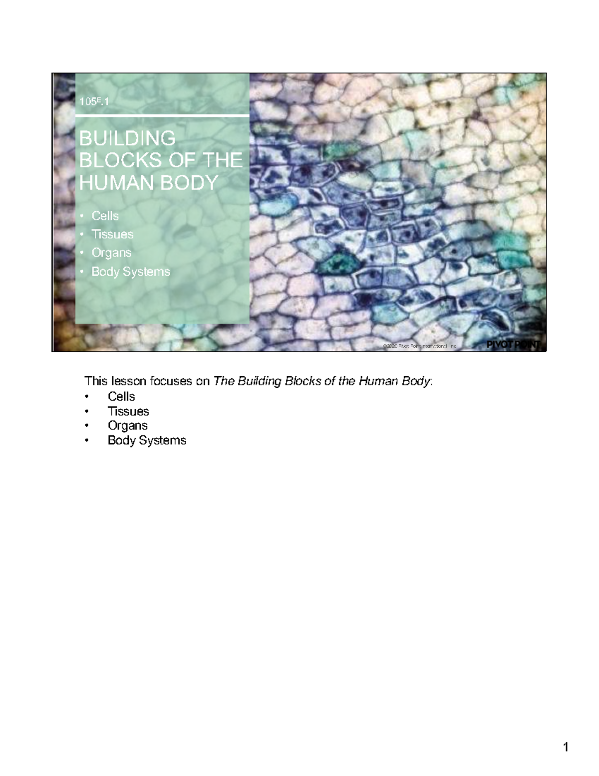 105E.1 Lesson on Building Blocks of the Human Body: Cells, Tissues ...