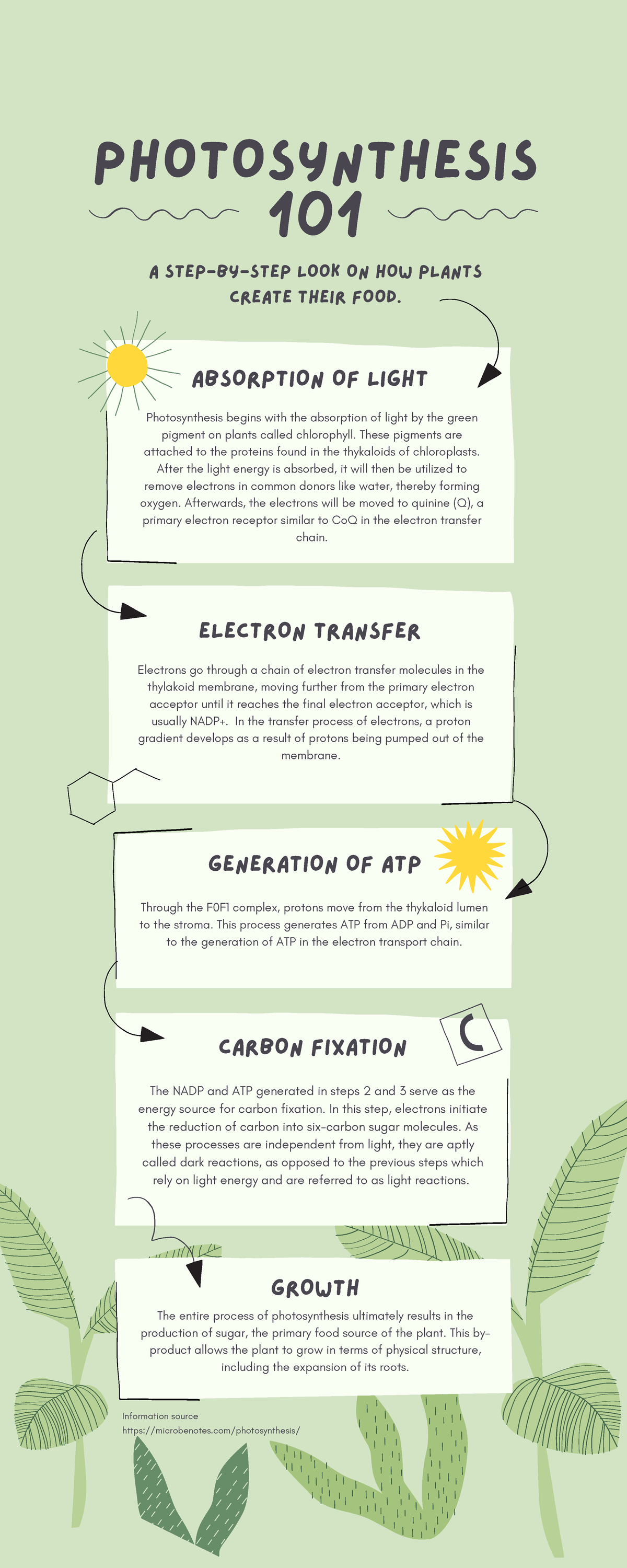 Green Organic Natural Photosynthesis Biology Infographic - GROWTH A ...