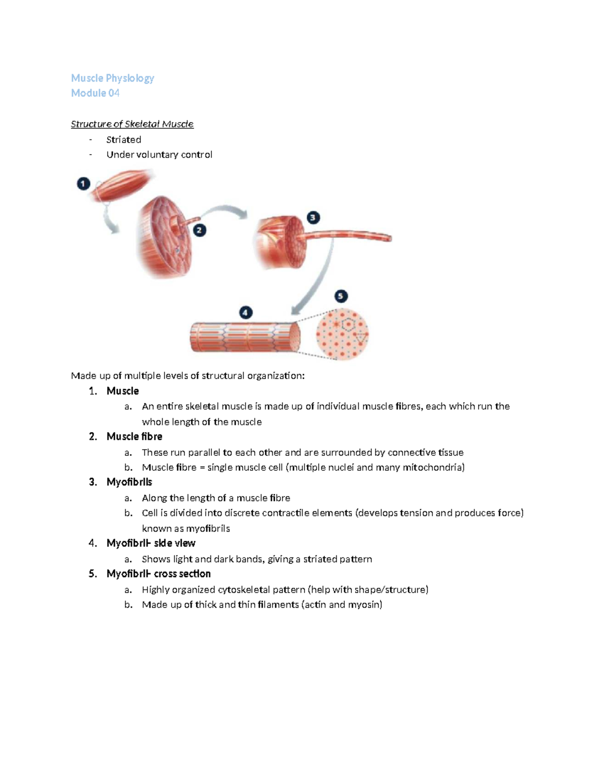 PHYG Module 04: Structure and Function of Skeletal Muscle - Studocu