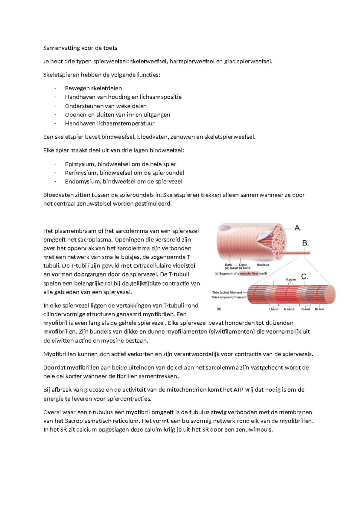 Samenvatting Toets 1.2: Spierweefsel, Contractie & Trainingsprincipes ...