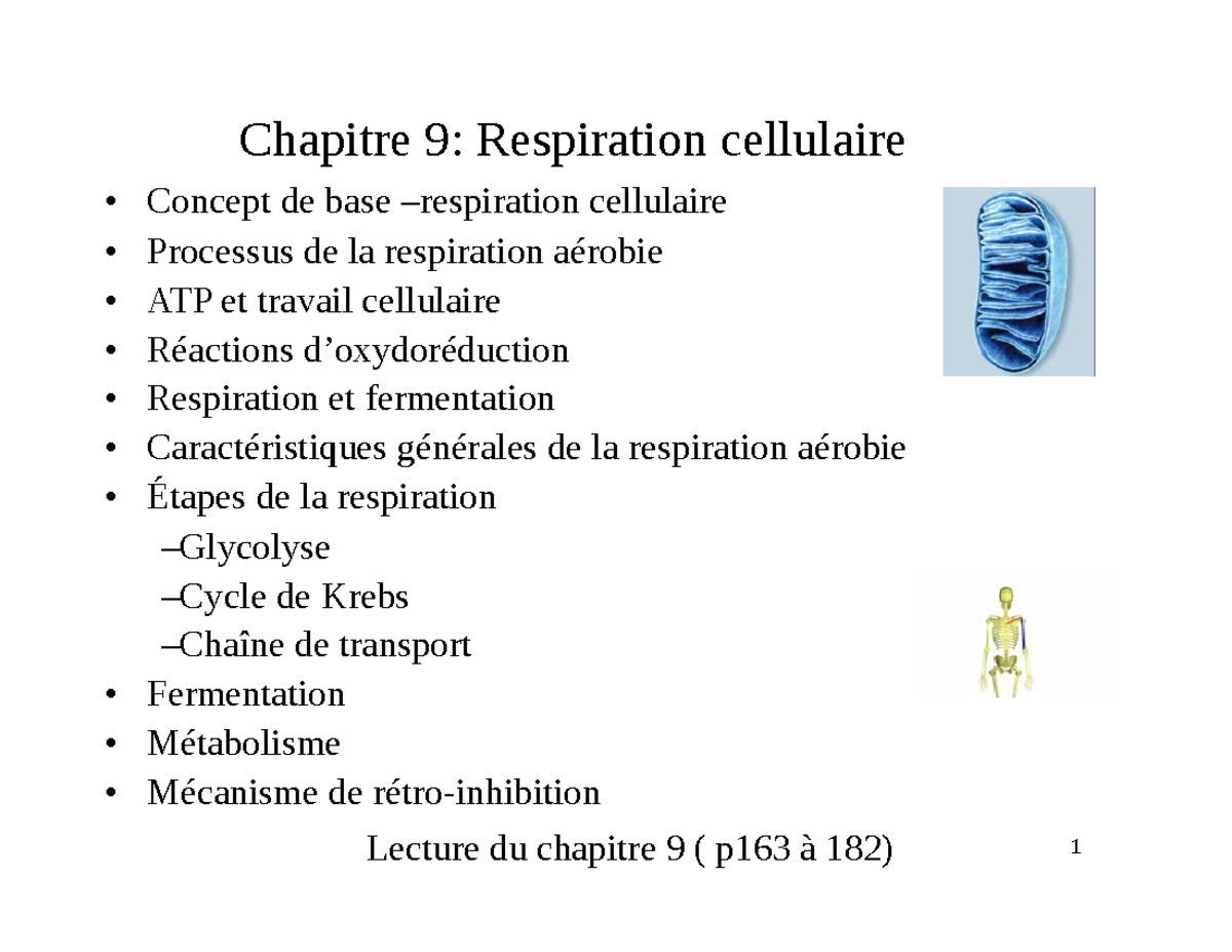 Chapitre 9 : Notes sur la Respiration Cellulaire (Biologie 101) - Studocu