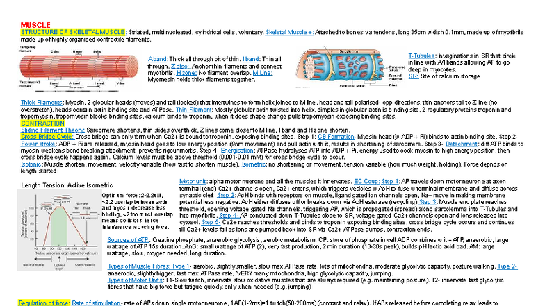 BIO 101: Skeletal Muscle Structure & Function Cheat Sheet - Studocu