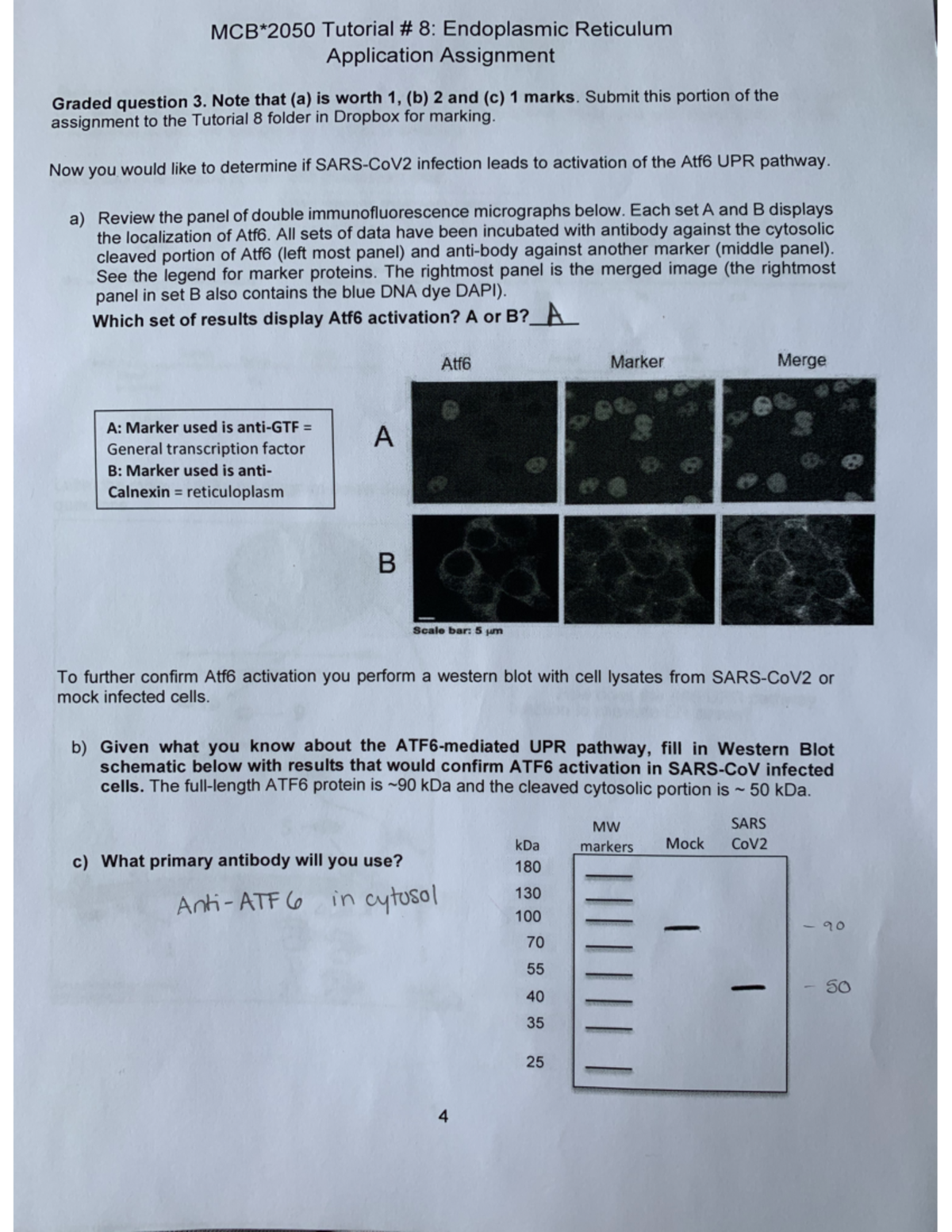 Seminar 8 Assignment - 2021 - MCB 2050 - Studocu