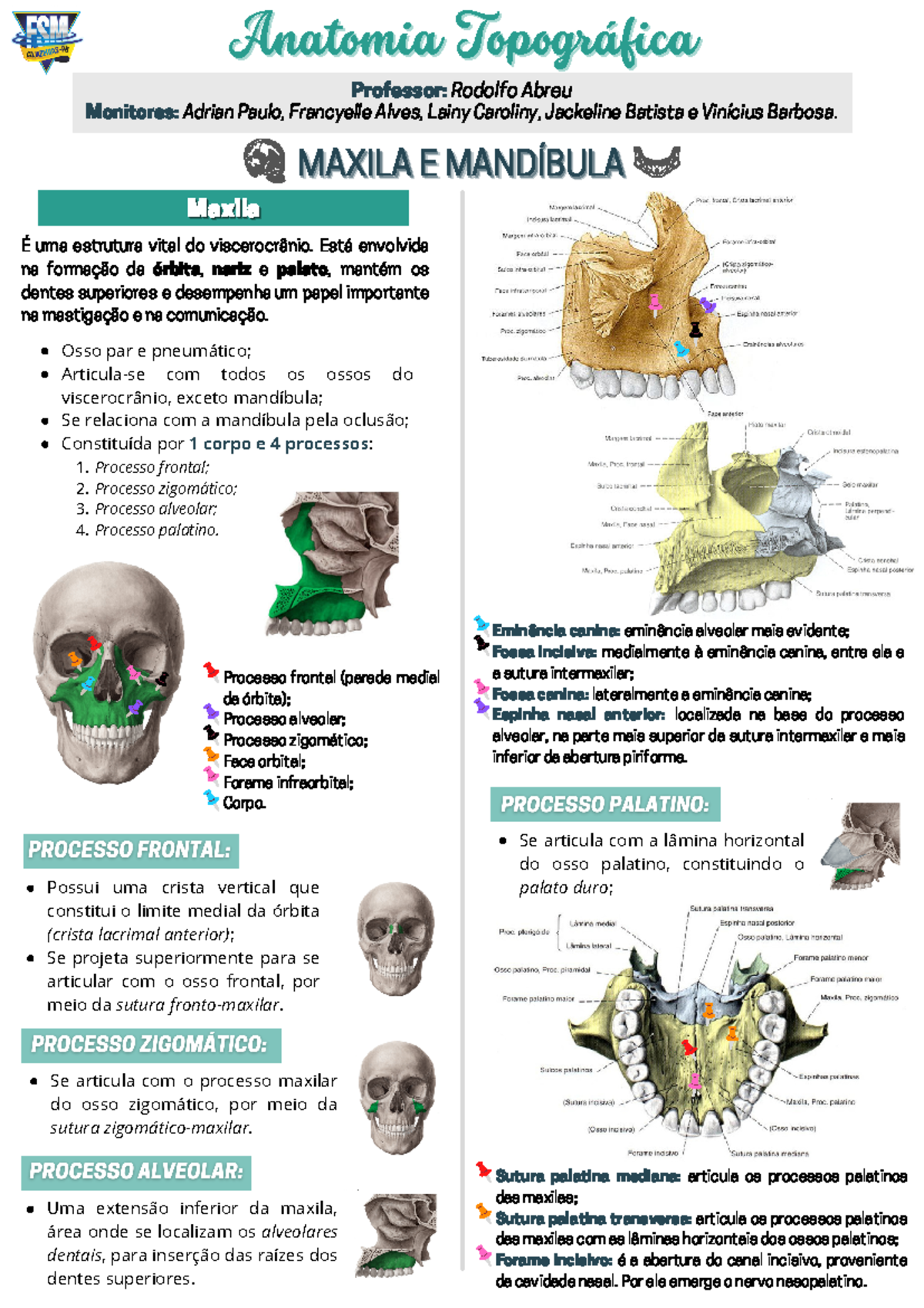 Anatomia da Maxila, Mandíbula e Inervação Facial - Curso Anatomia 101 ...