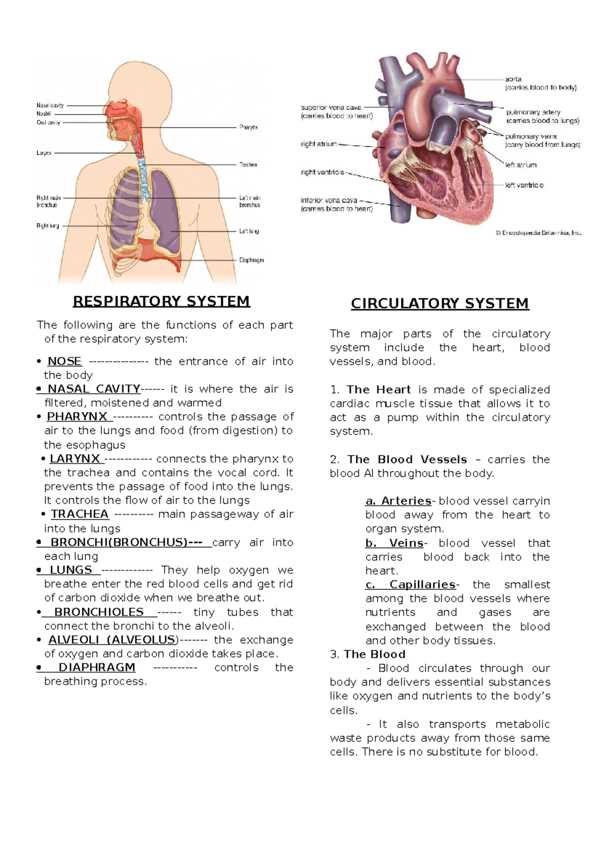 Respiratory & Circulatory System Handouts (BIO 101) - Studocu