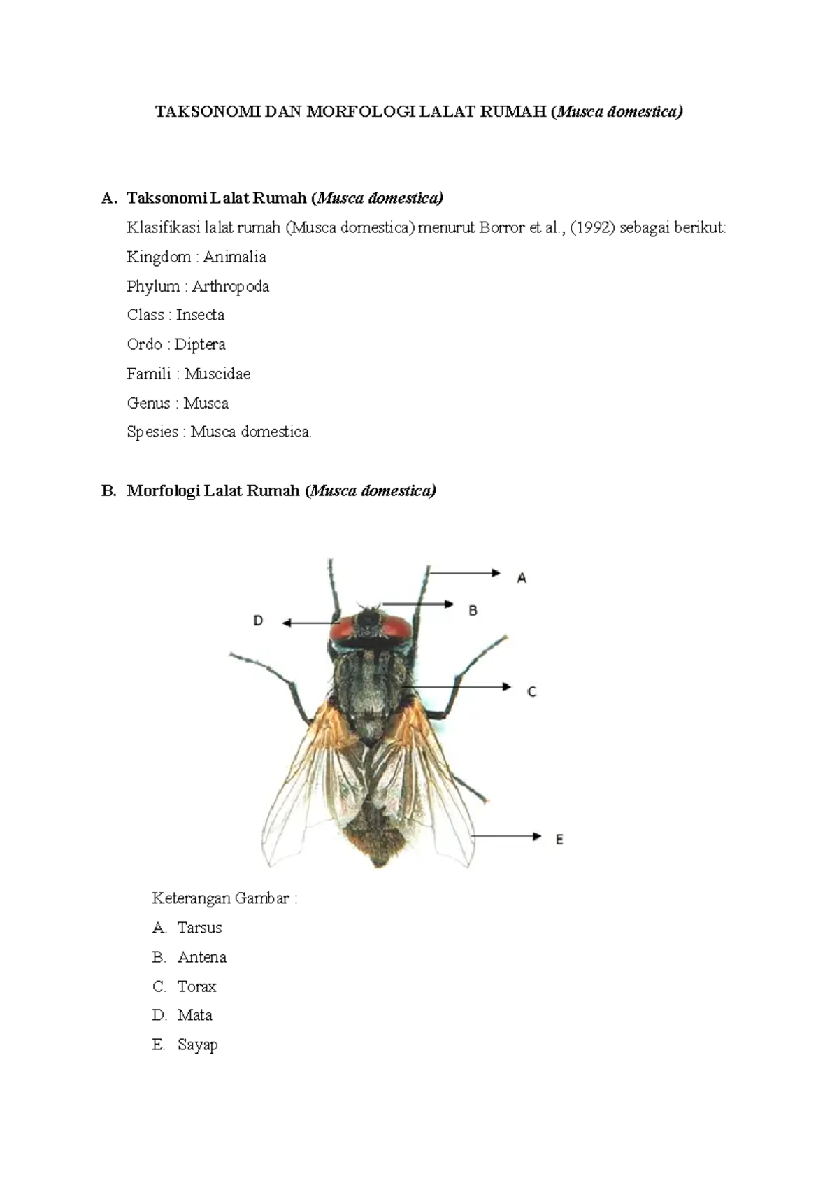 Taksonomi dan Morfologi Lalat Rumah (Musca domestica) - Studi Lengkap ...