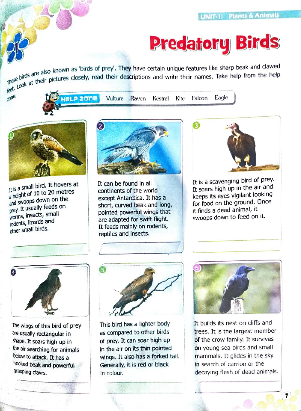 Plants and Predatory Birds: Unique Features and Adaptations (BIO101 ...