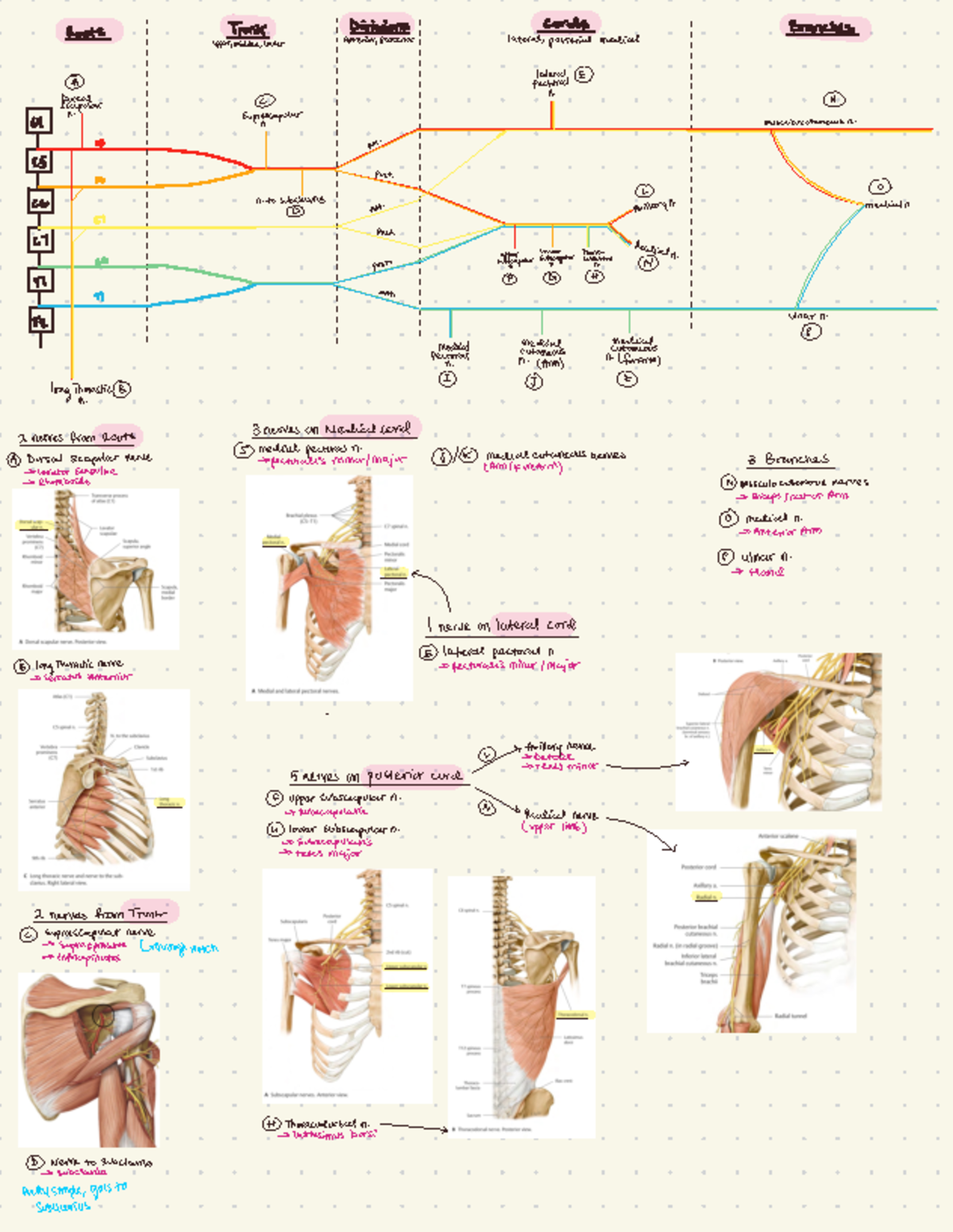 Anatomy Human Back - Roots upperTrunk , middle , lower ...