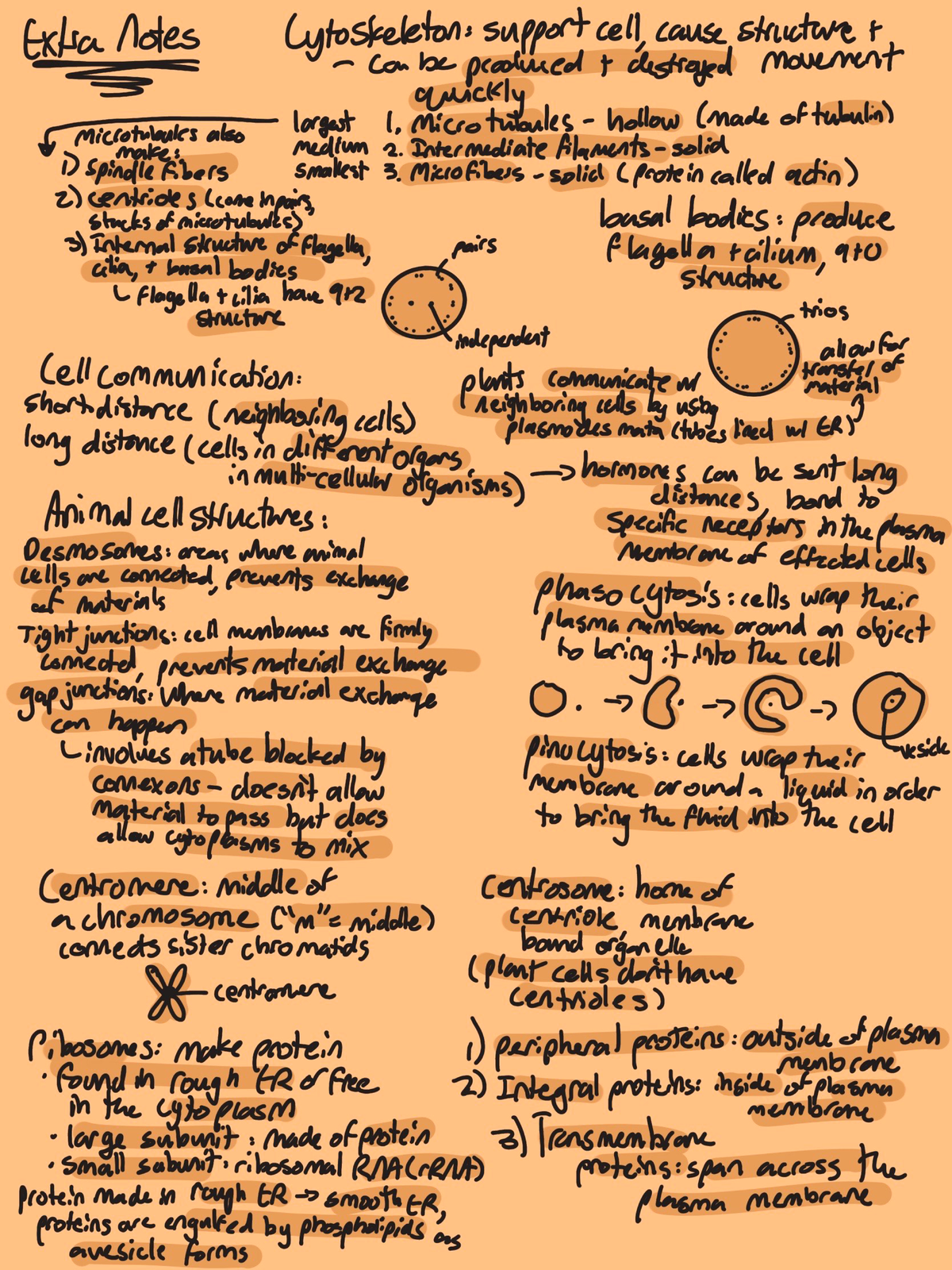 Cytoskeleton Structure & Function: Extra Notes Part 2 (Biology 101 ...