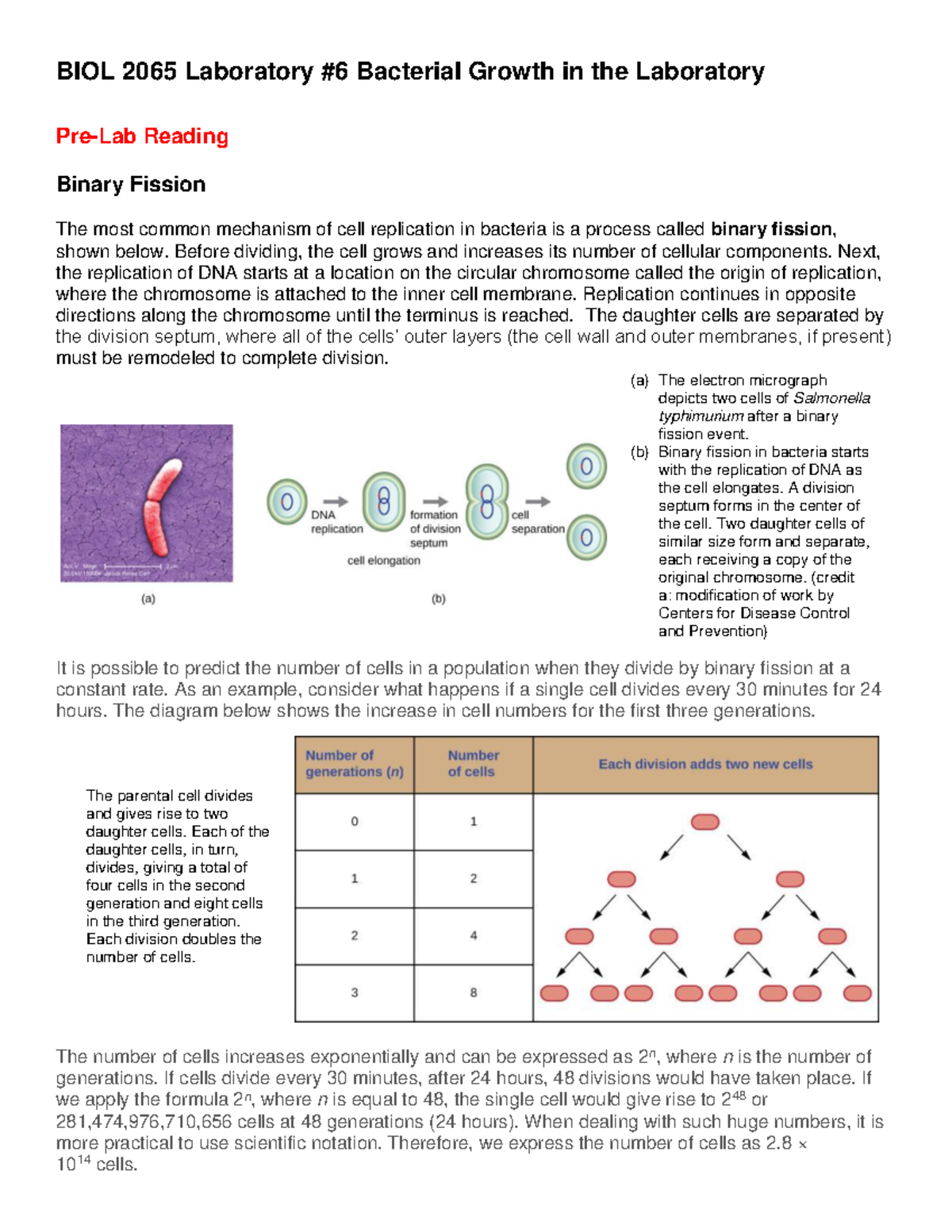 BIOL 2065 Lab #6: Bacterial Growth & Binary Fission Analysis - Studocu
