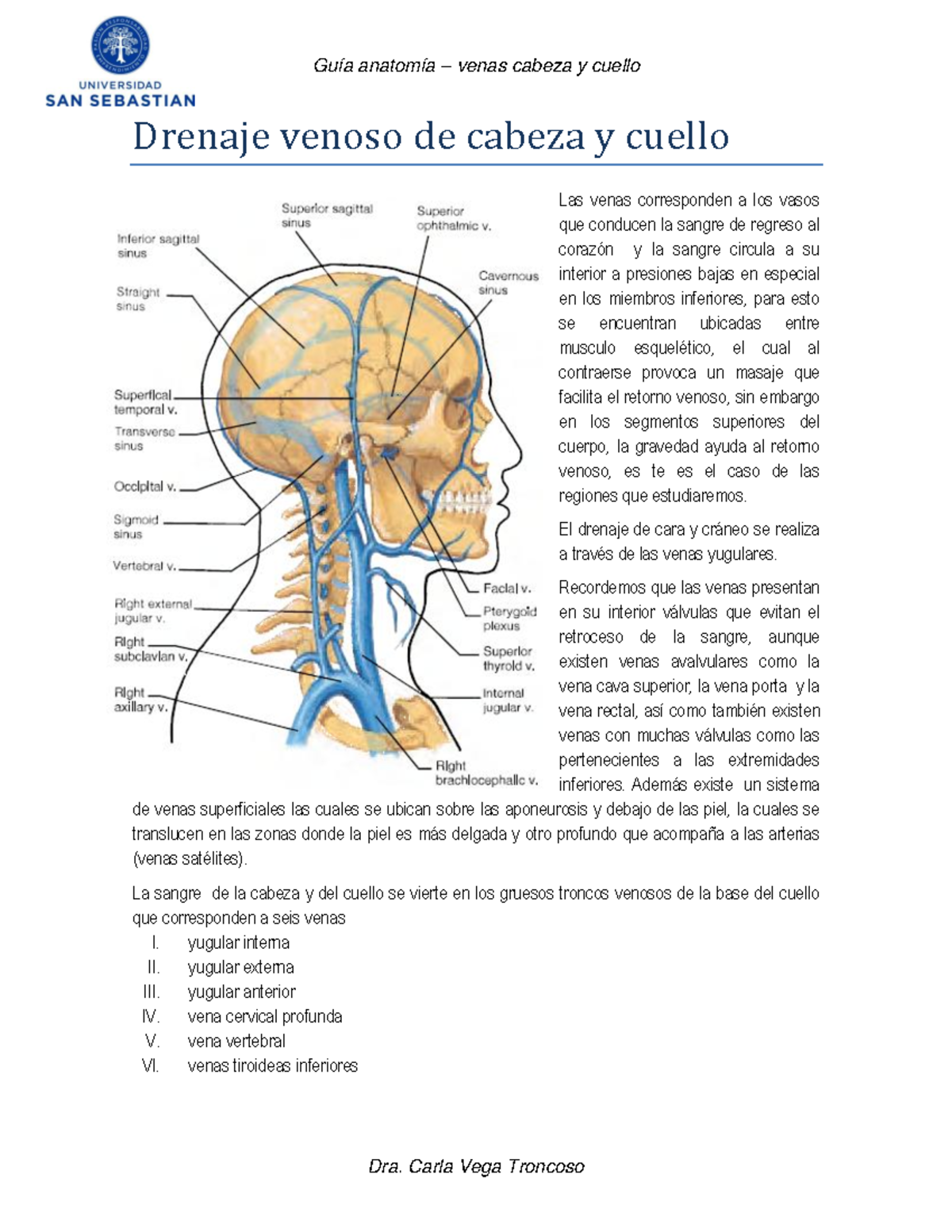 Anatomía Vascular Del Cuello WlP Modelo De Cuello De Anatomía Humana
