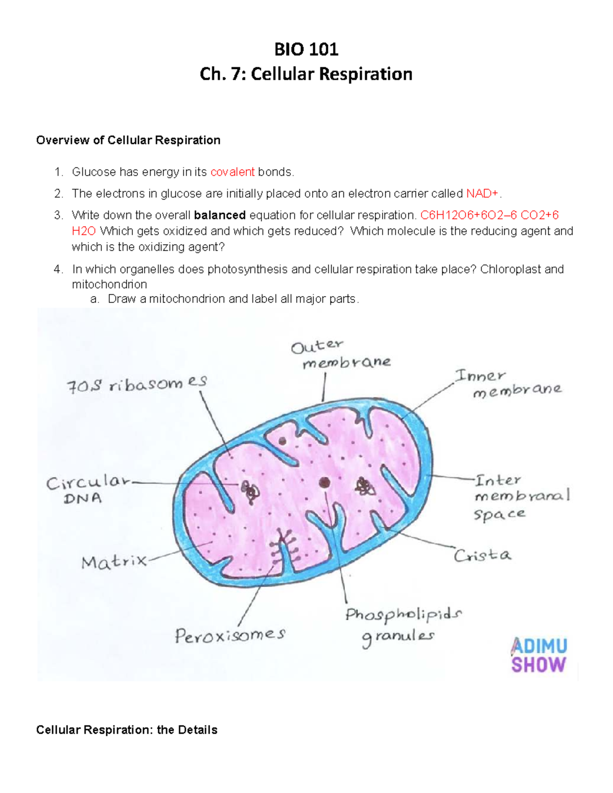 BIO 101 Ch. 7: Overview of Cellular Respiration Processes - Studocu