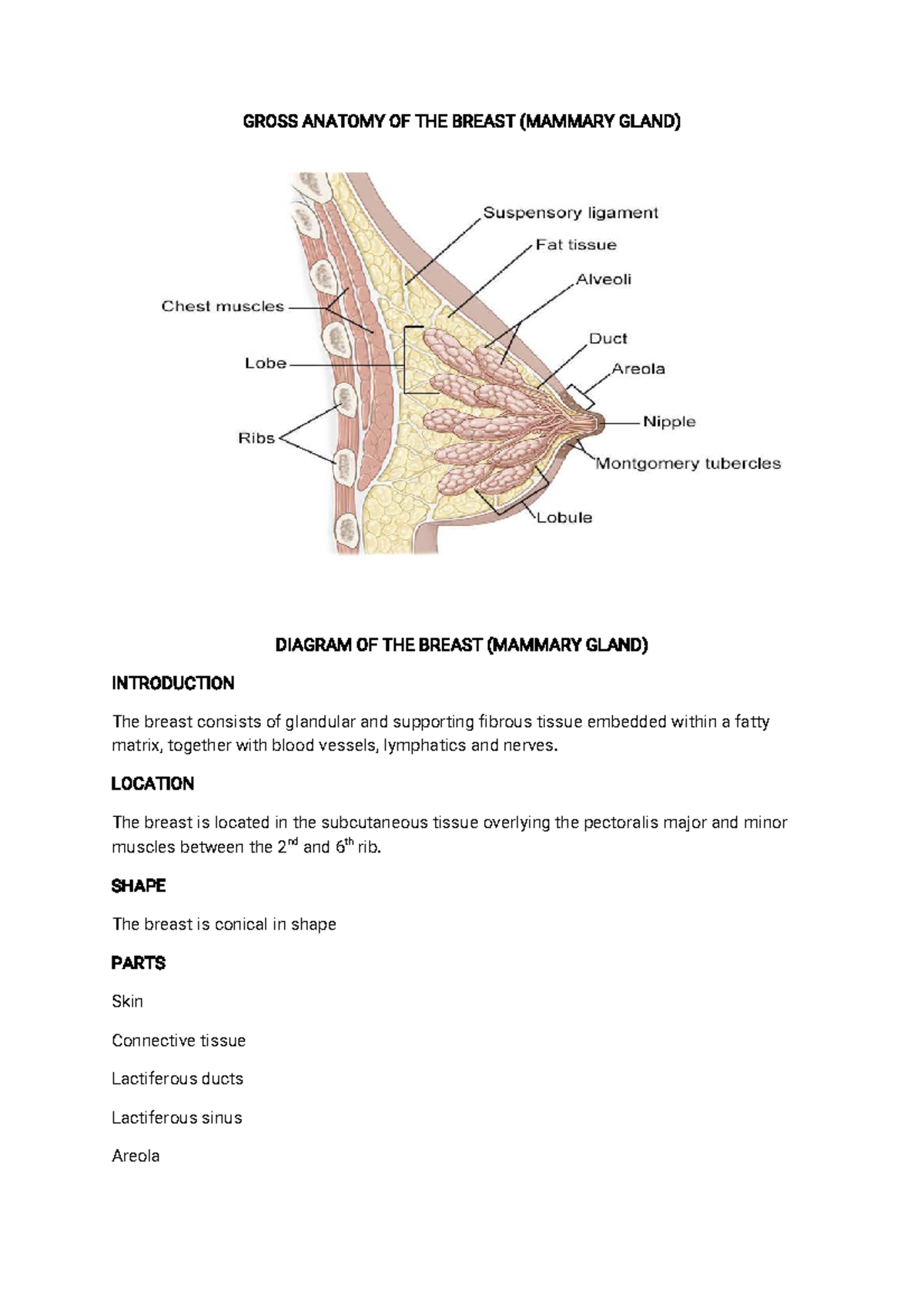 Breast Anatomy Overview - Class Notes (GROSSANATOMY 101) - Studocu