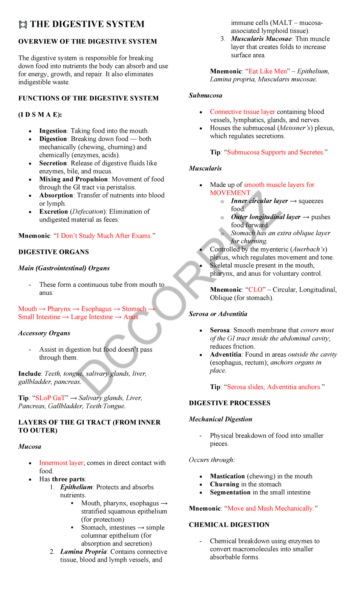 Digestive System Overview: Functions, Organs, and Processes - Studocu