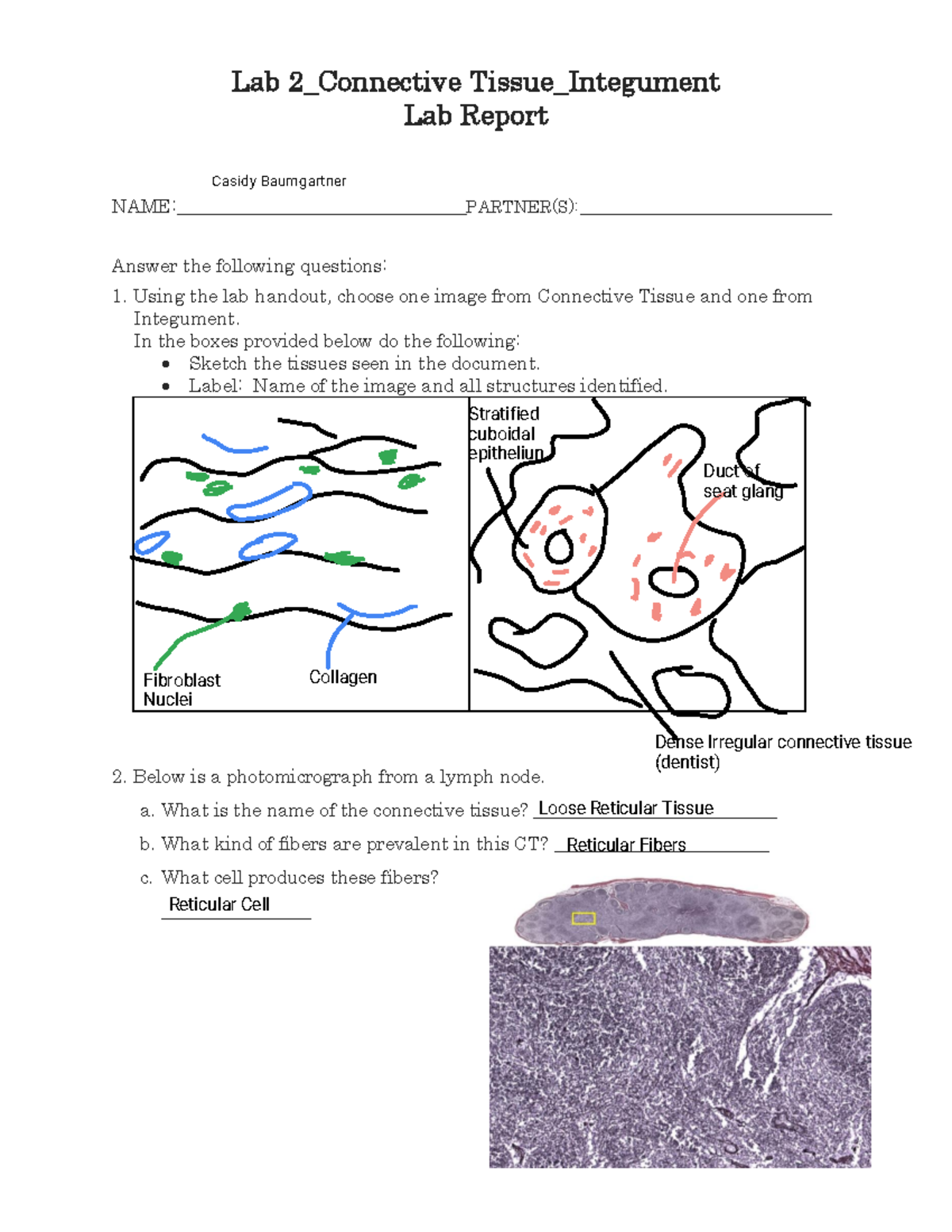 Lab 2 Report: Connective Tissue & Integument Analysis - Studocu