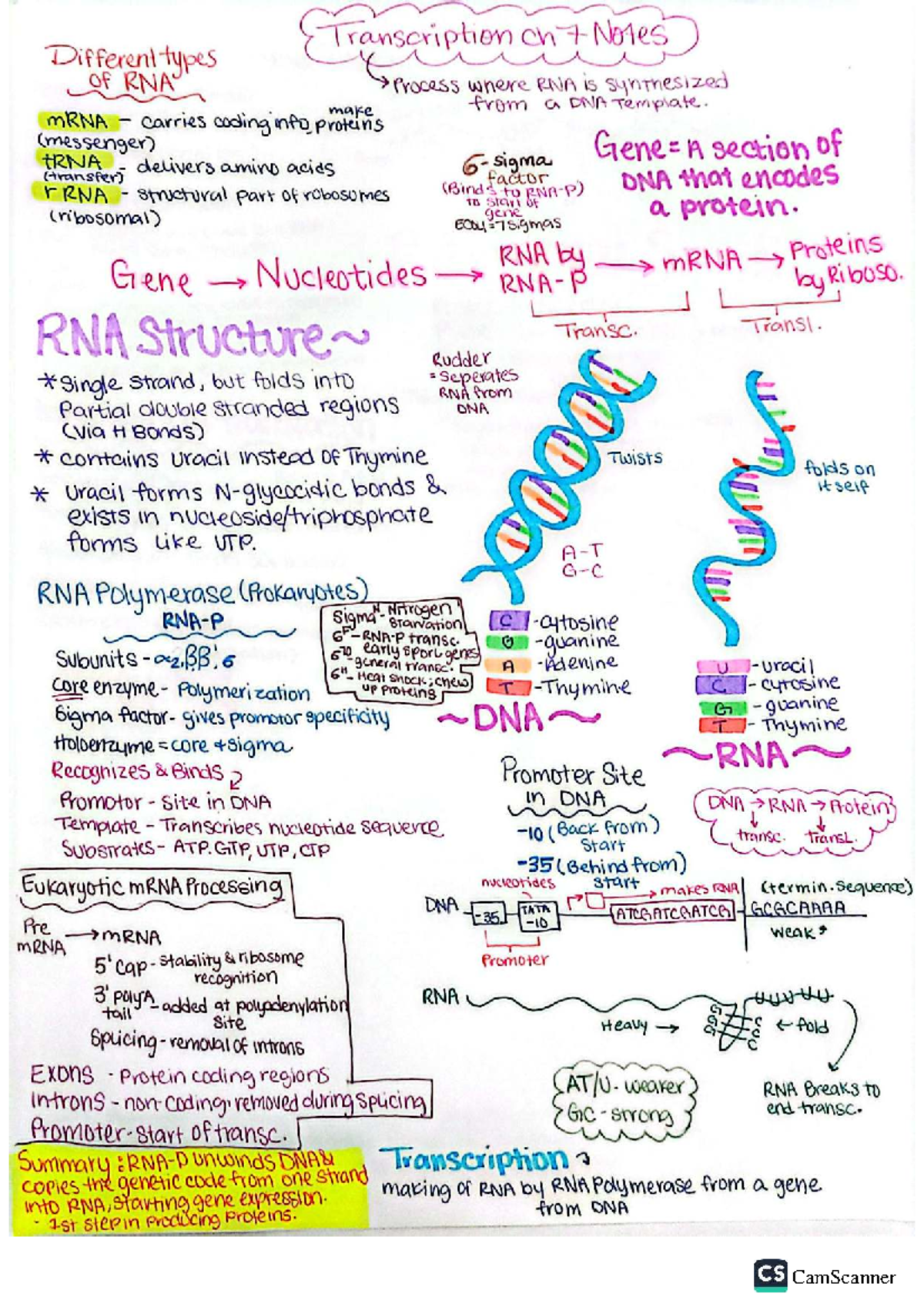 Microbiology Notes: Processes and RNA Functions (CNA 15) - Studocu