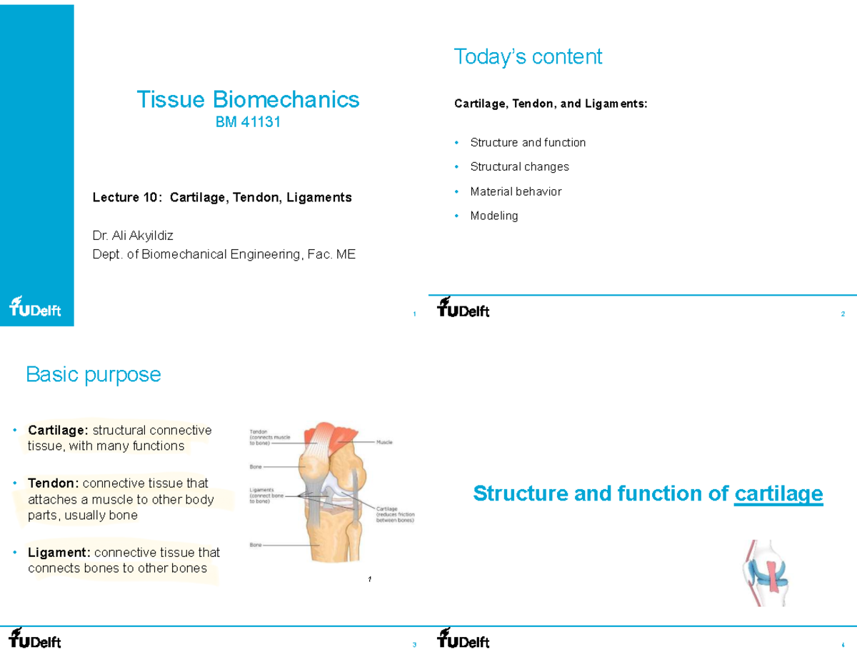 Lecture 10: Tissue Biomechanics of Cartilage, Tendons, and Ligaments ...