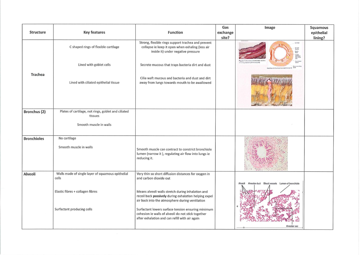 Tissues of the Human Lungs: Key Features and Functions - Studocu