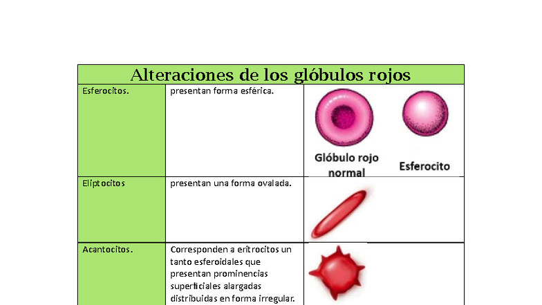 Alteraciones de los Glóbulos Rojos: Tipos y Características - Studocu
