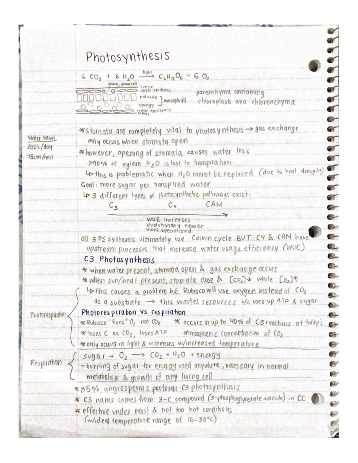 Photosynthesis - BIOA02H3 - Studocu