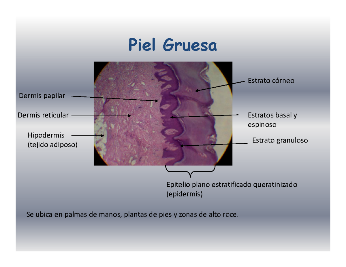 Piel - Piel - Histología y Embriología - Piel Gruesa Estrato córneo ...