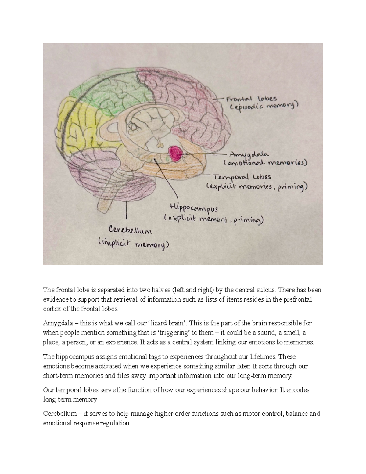 Brain - Ch 3: Functions of the Frontal and Temporal Lobes - Studocu
