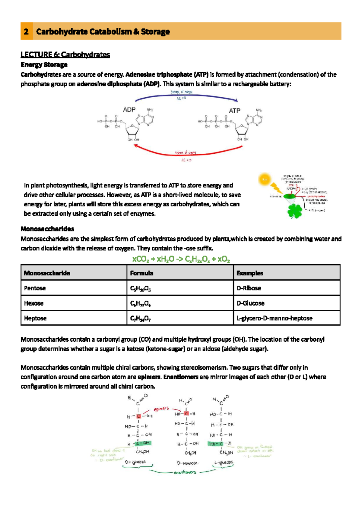 BIOC2101 Lecture Notes: Carbohydrate Catabolism & Glycolysis - Studocu