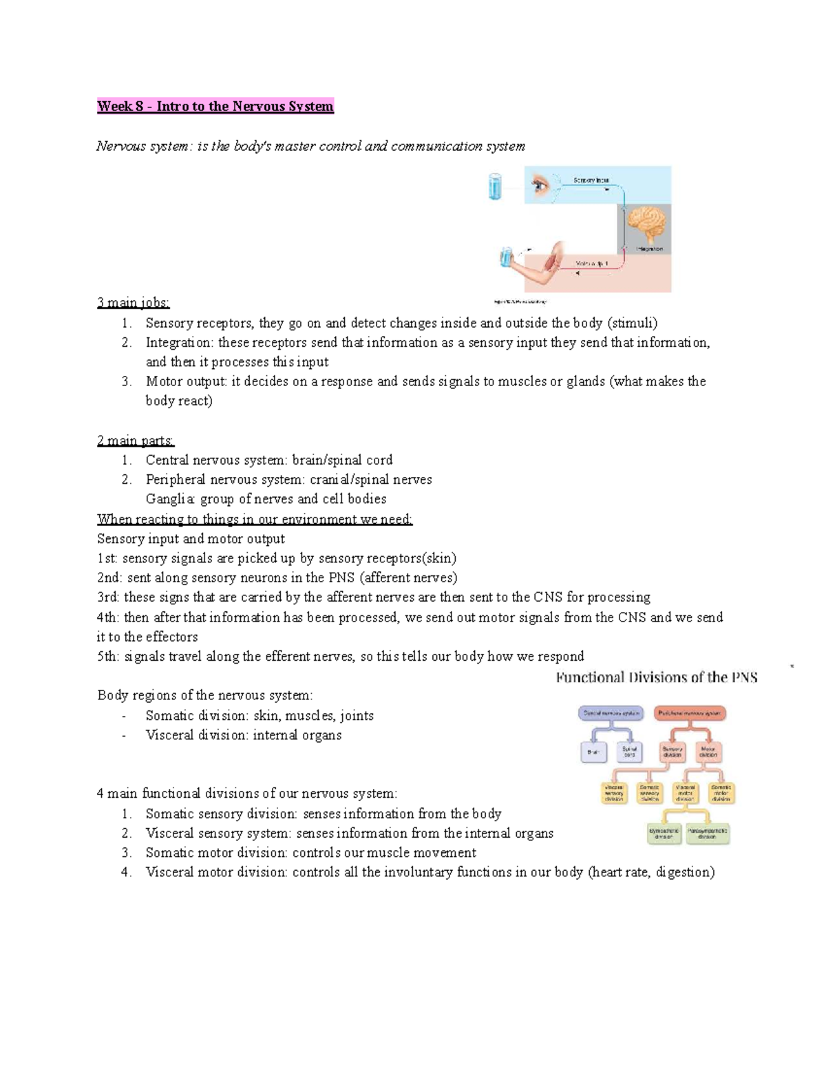 Anatomy 101: Week 8 Lecture on the Nervous System - Studocu