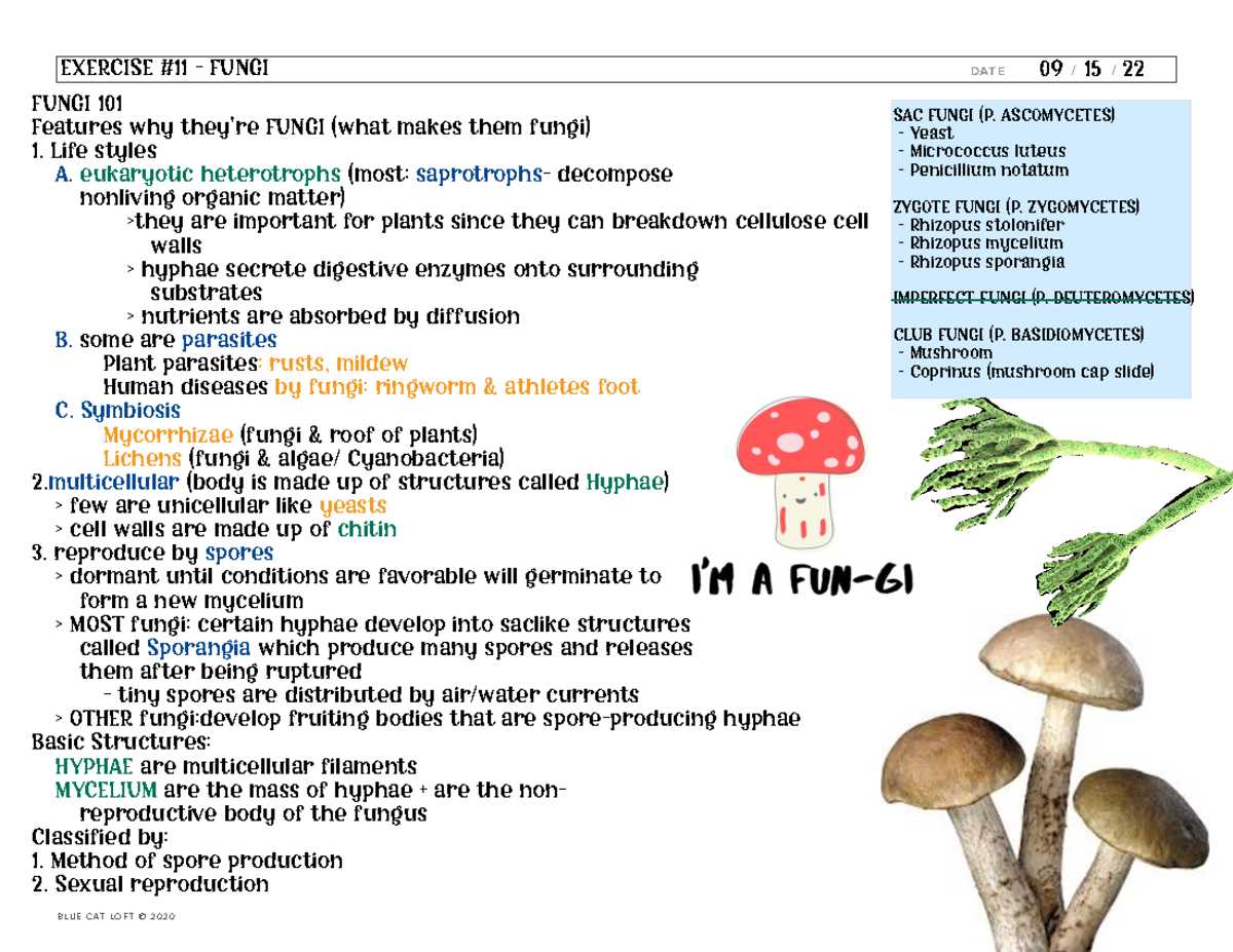 Exercise #11: Detailed Study of Kingdom Fungi (Fungi 101) - Studocu