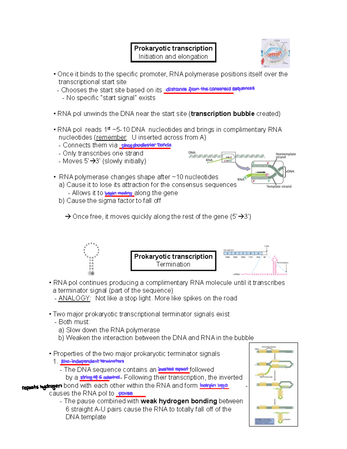 Eukaryotic and Prokaryotic Transcription Regulation: Mechanisms ...