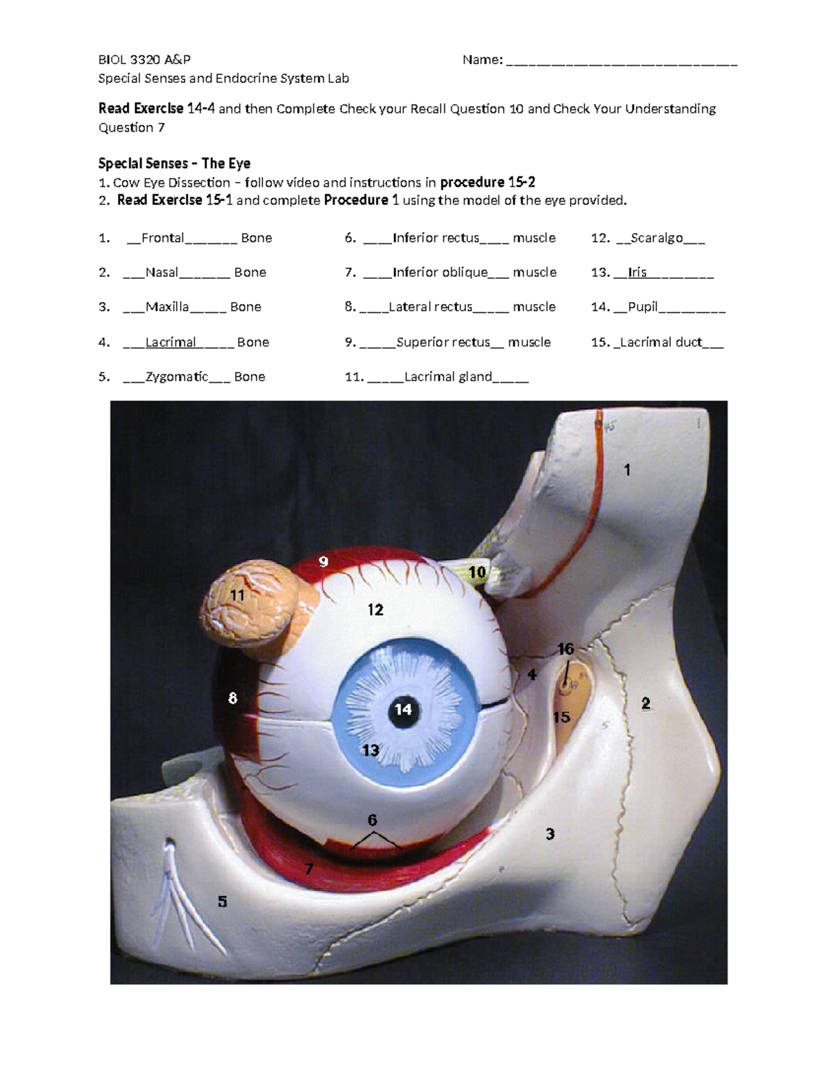 Anatomy Lab 8: Special Senses & ANS Activities Worksheet - Studocu