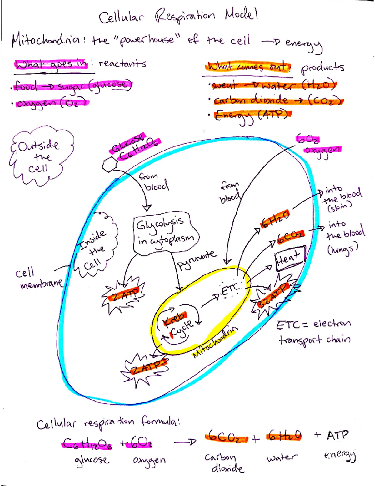 Cellular Respiration Model - 6CO2 6H2O ATP glucose oxygen carbon water ...