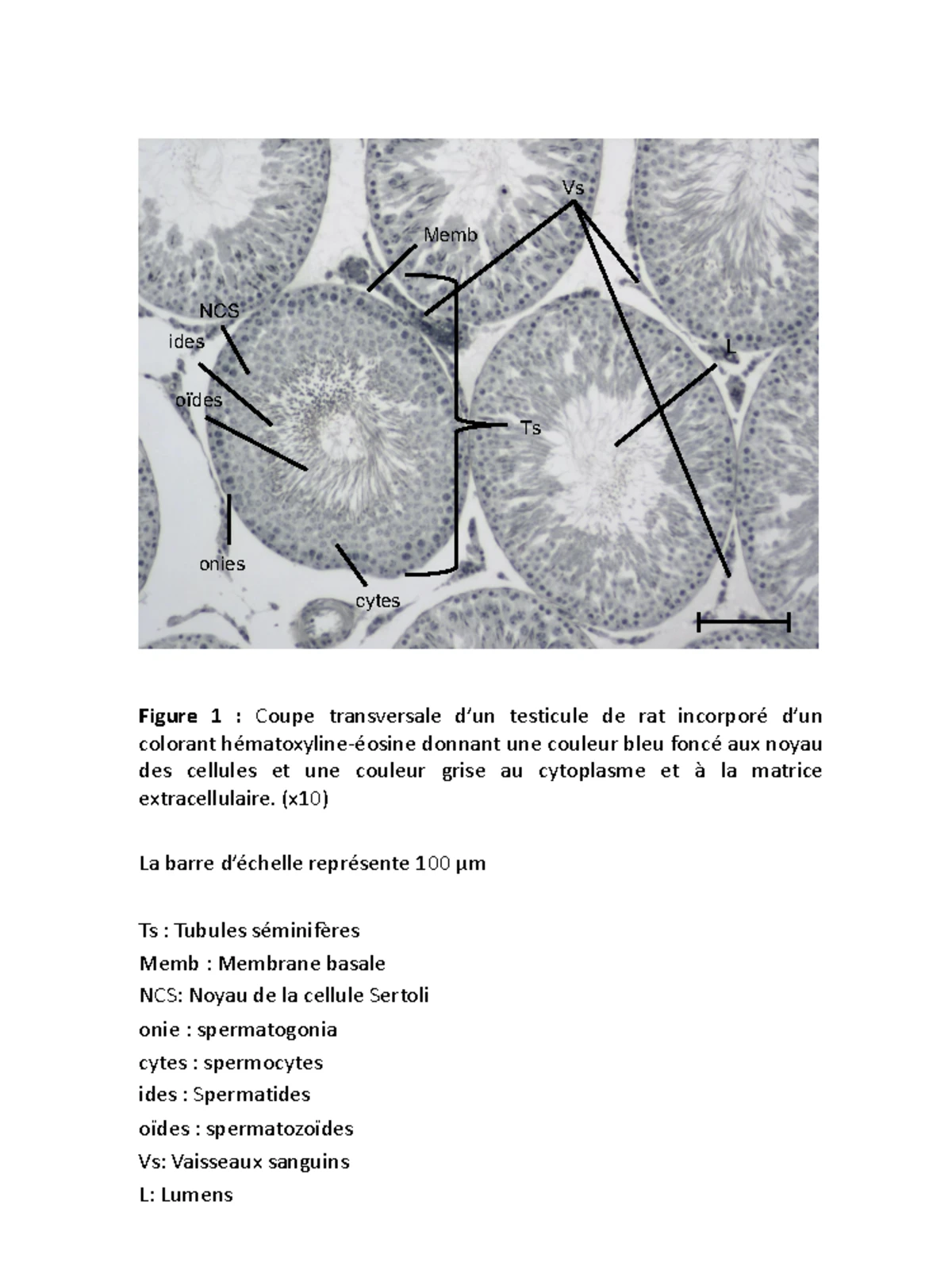 Bio 1540 Rapport de Laboratoire sur la Mitose et ses Phases - Studocu