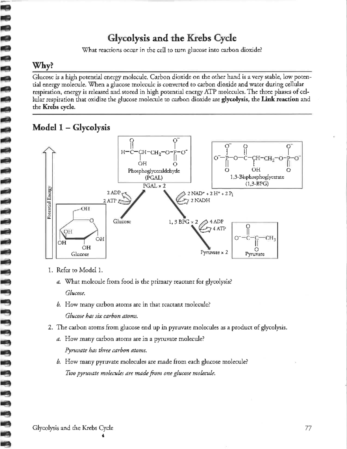 Glycolysis and Krebs Cycle Study Notes for SSTCTHSSH Course - Studocu