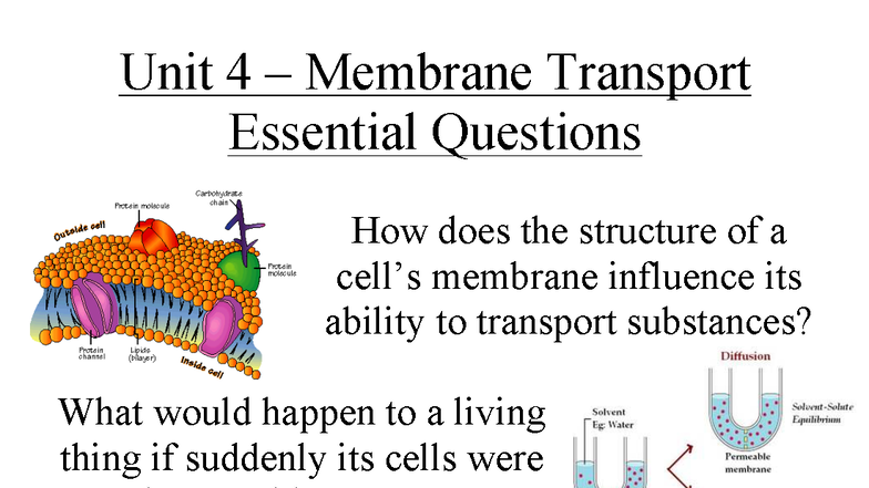 Unit 4 - Membrane Transport: Essential Questions and Concepts - Unit 4 ...