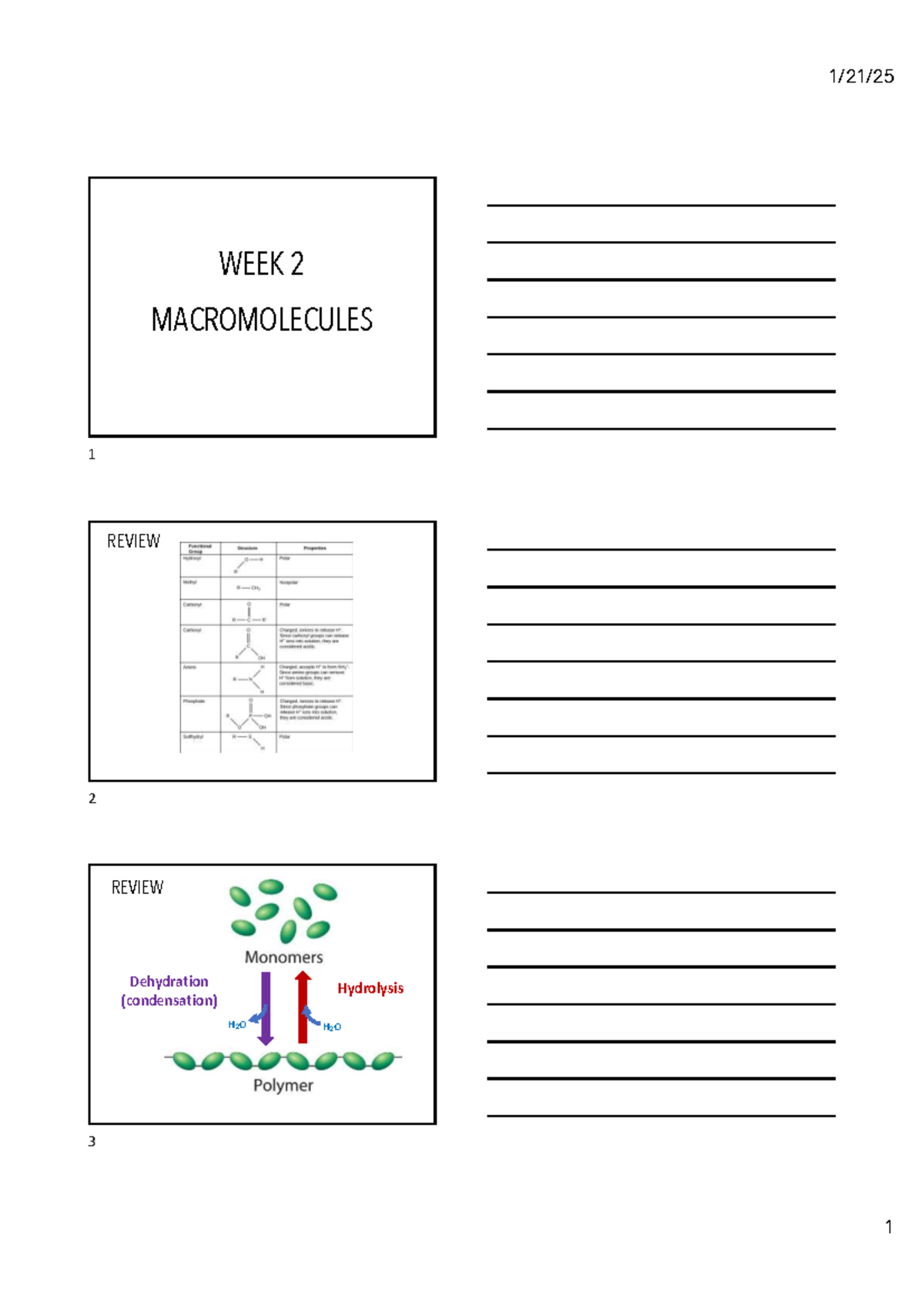 Macromolecules: Structure, Functions, and Types in BIOL171 S25 - WEEK 2 ...