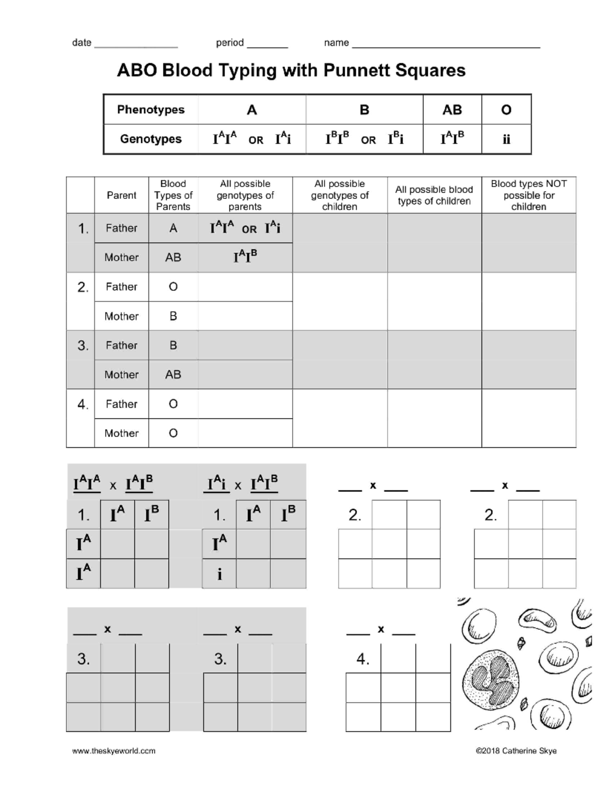 ABO Blood Typing & Punnett Squares: Genotypes & Phenotypes - Studocu