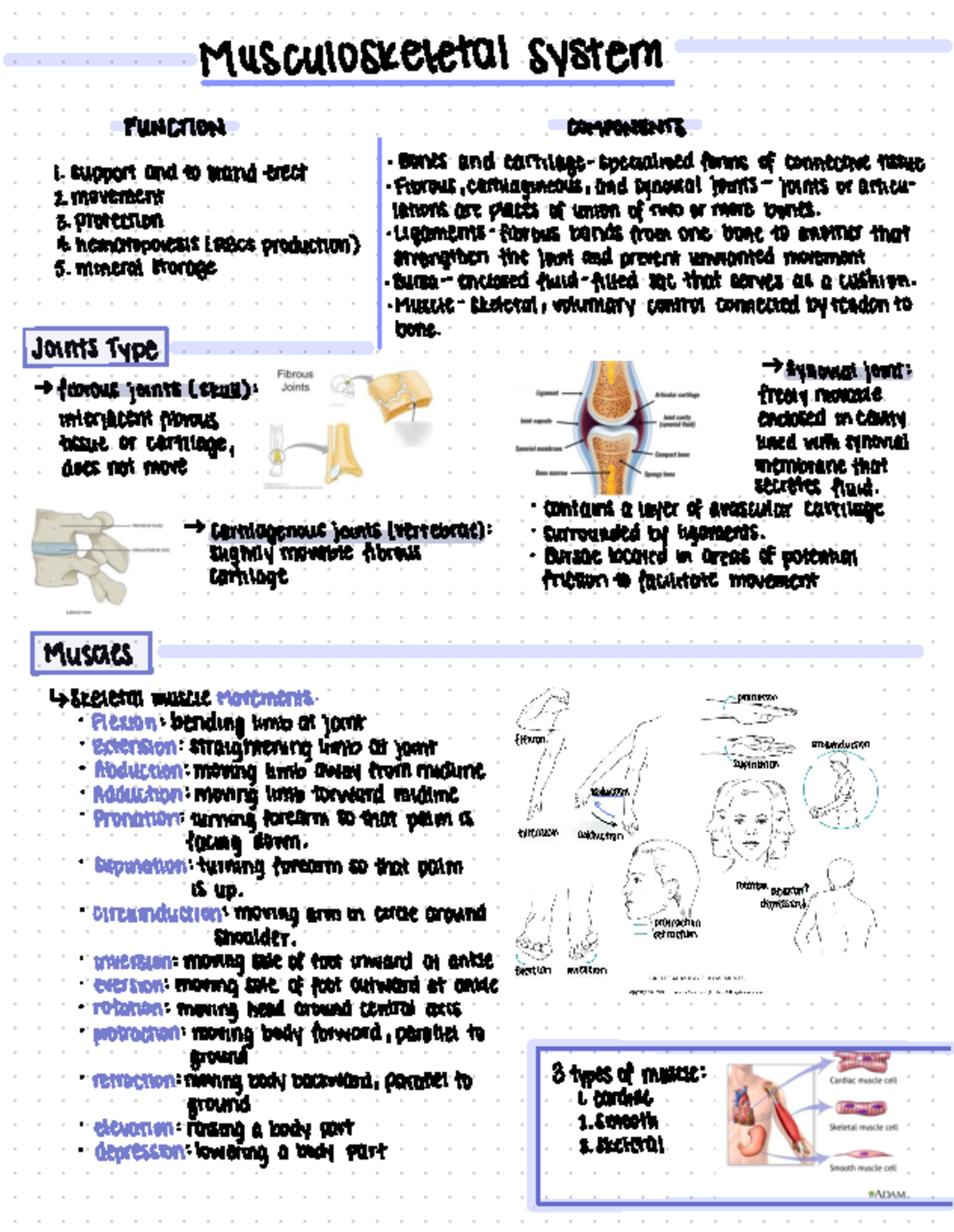 Musculoskeletal health assessment notes - Musculoskeletal system ...