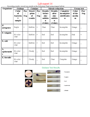 Microbiology LAB Report - MICROBIOLOGY LAB REPORT INTRODUCTION ...