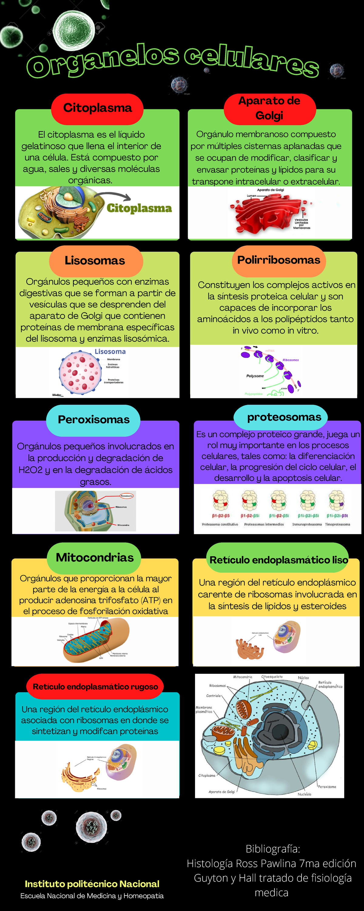 Infografía sobre Organelos Celulares: Estructura y Funciones - Studocu