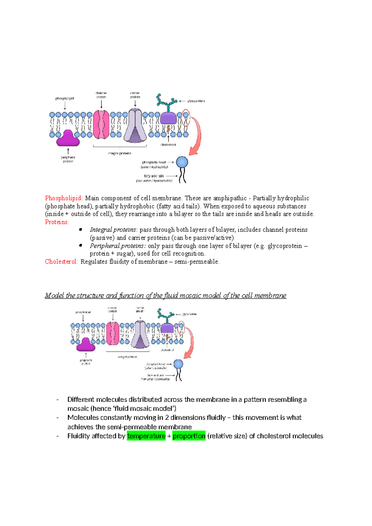 Fluid Mosaic Model: Structure & Function of Cell Membrane - Studocu