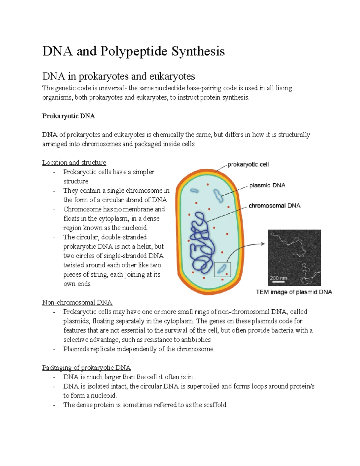 BIO 101: Polypeptide Synthesis - Key Notes on Mechanisms and Stages ...