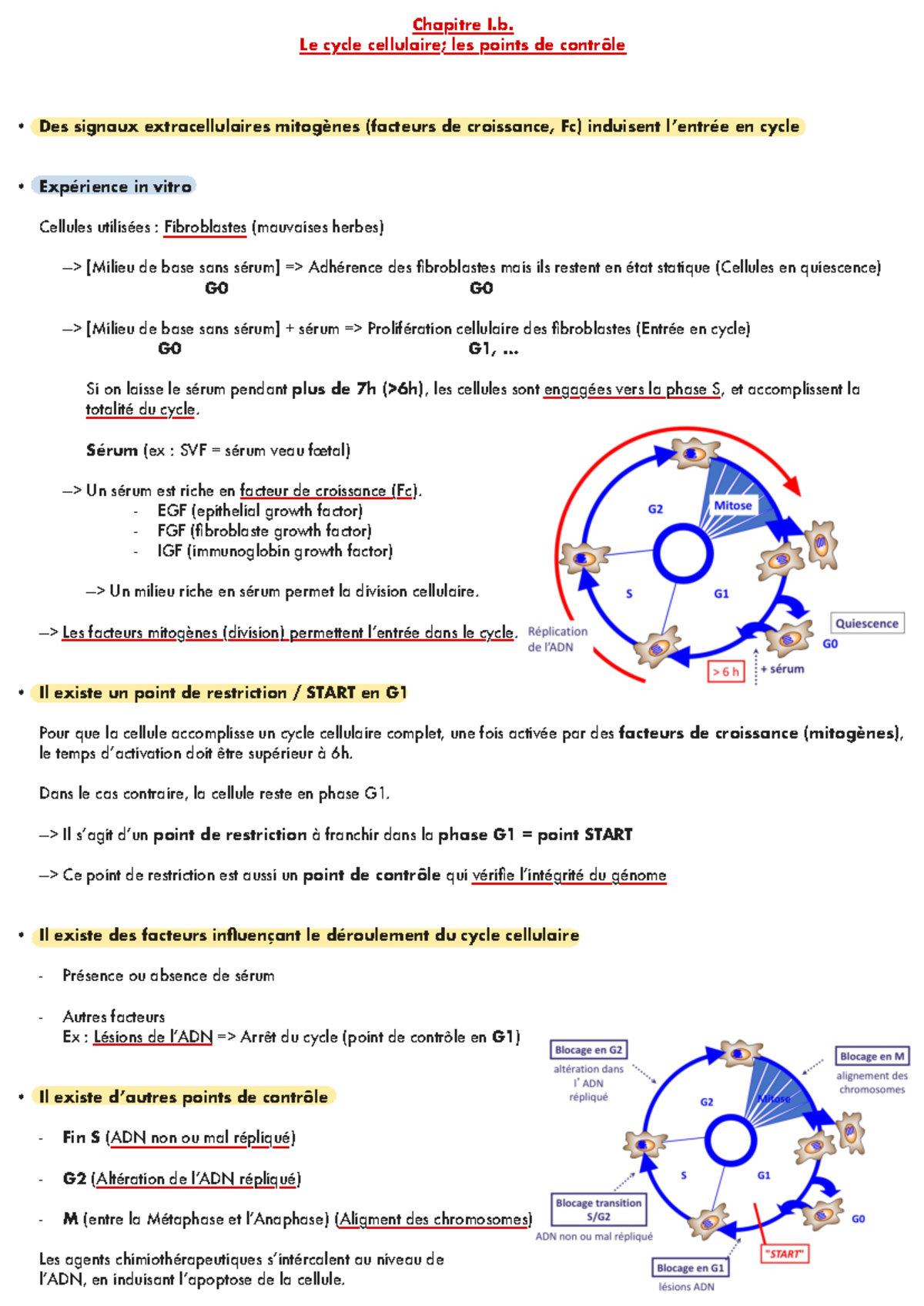 Chapitre I.b. - Cycle cellulaire et Points de Contrôle : Explication ...