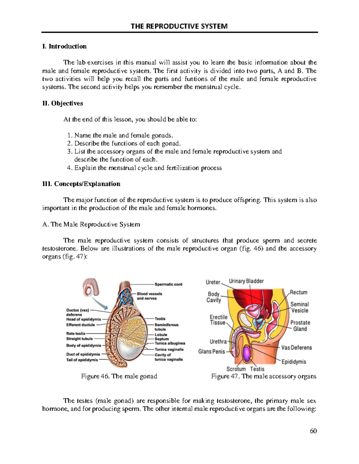 Reproductive System Lab Notes & Activities: Male & Female Overview ...