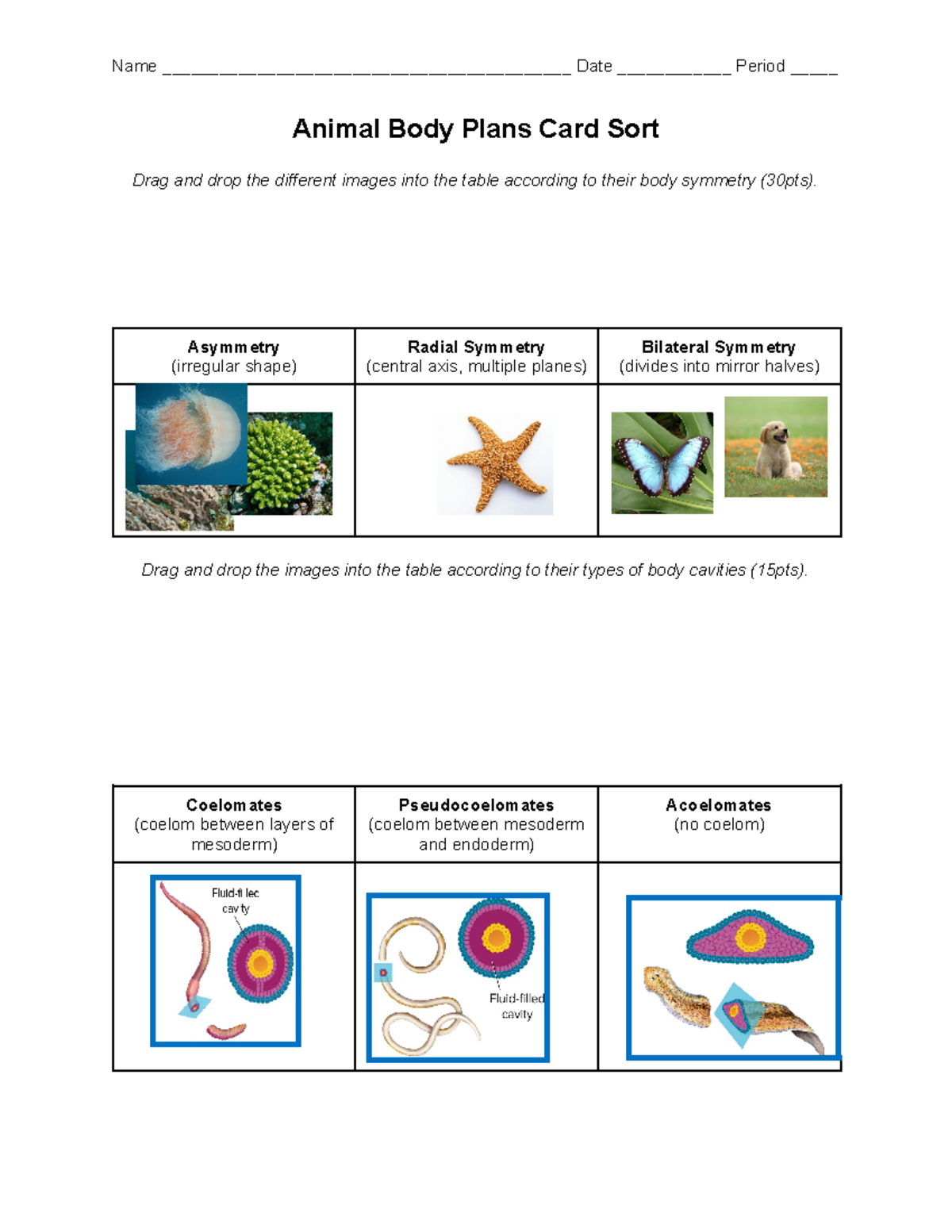 Animal Body Plans Card Sort Activity for Biology Class - Studocu